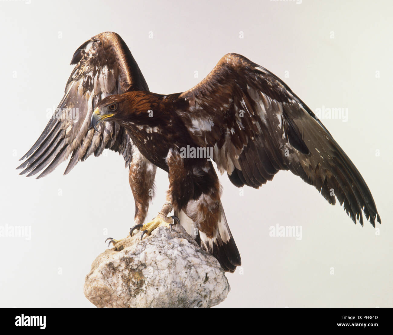 Golden Eagle (aquila chrysaetos) perched on rock with its wings ...