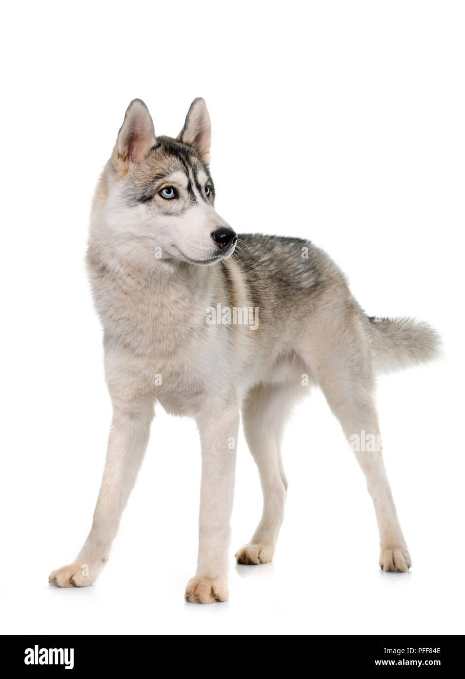 gray siberian husky in front of white background Stock Photo - Alamy
