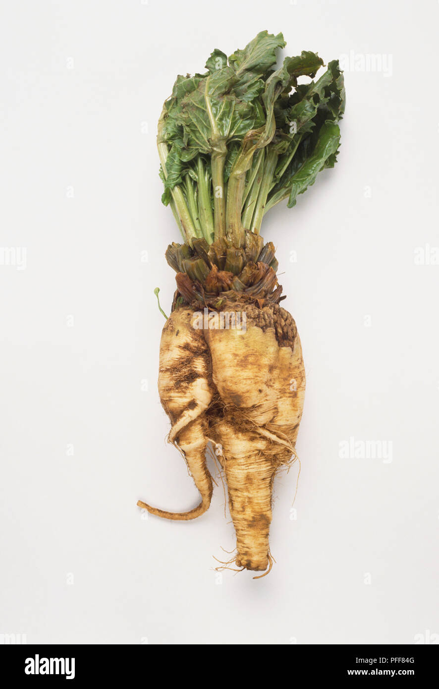 Beta vulgaris L., Sugar Beet, showing roots and leaves Stock Photo - Alamy
