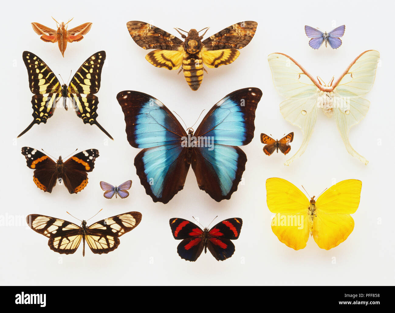 Display of twelve different butterflies, Lepidoptera, with compact ...