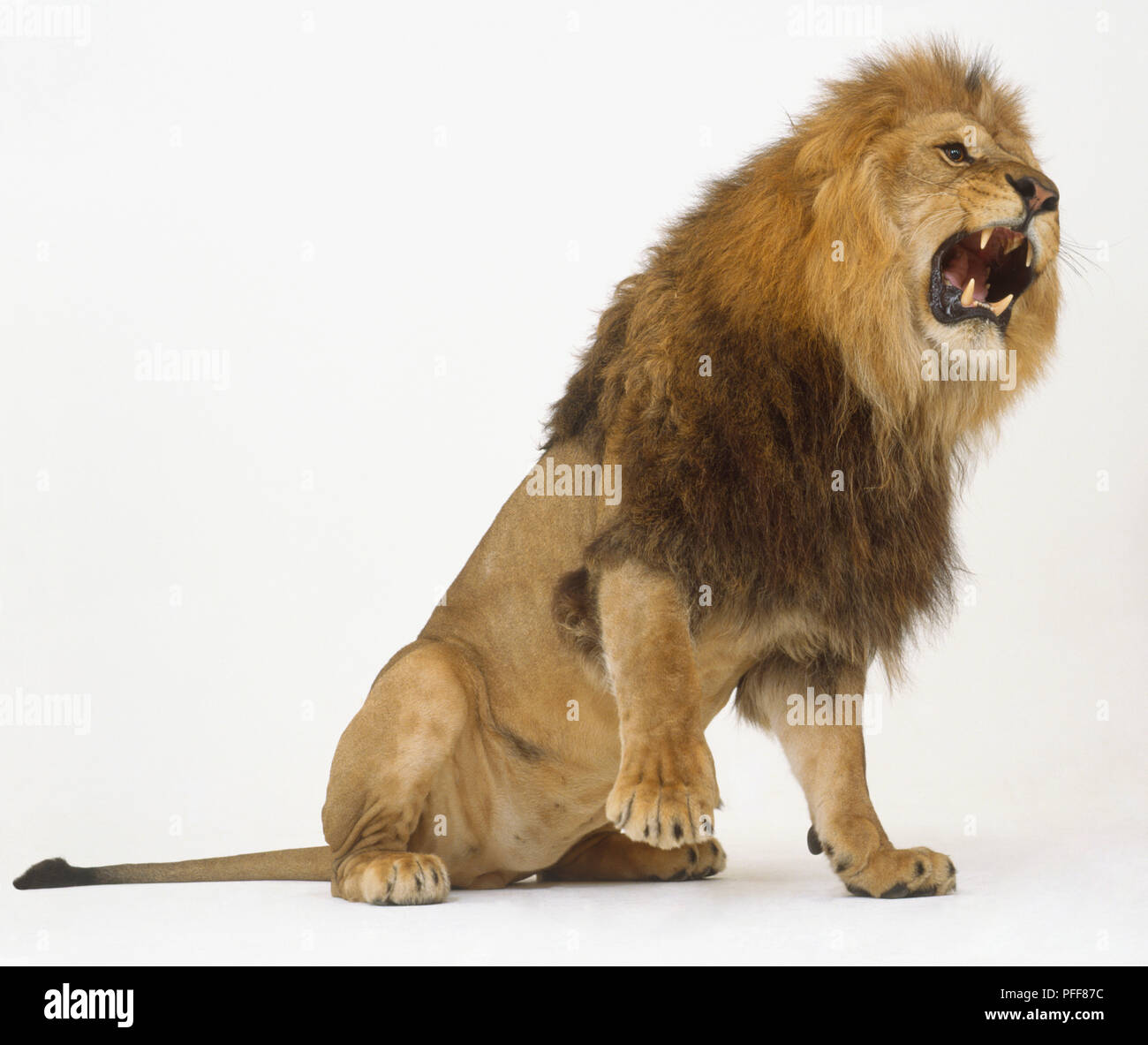 Lion Side View Sitting