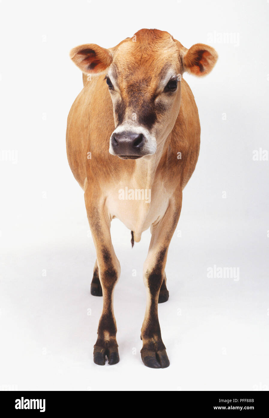 Cow Front View