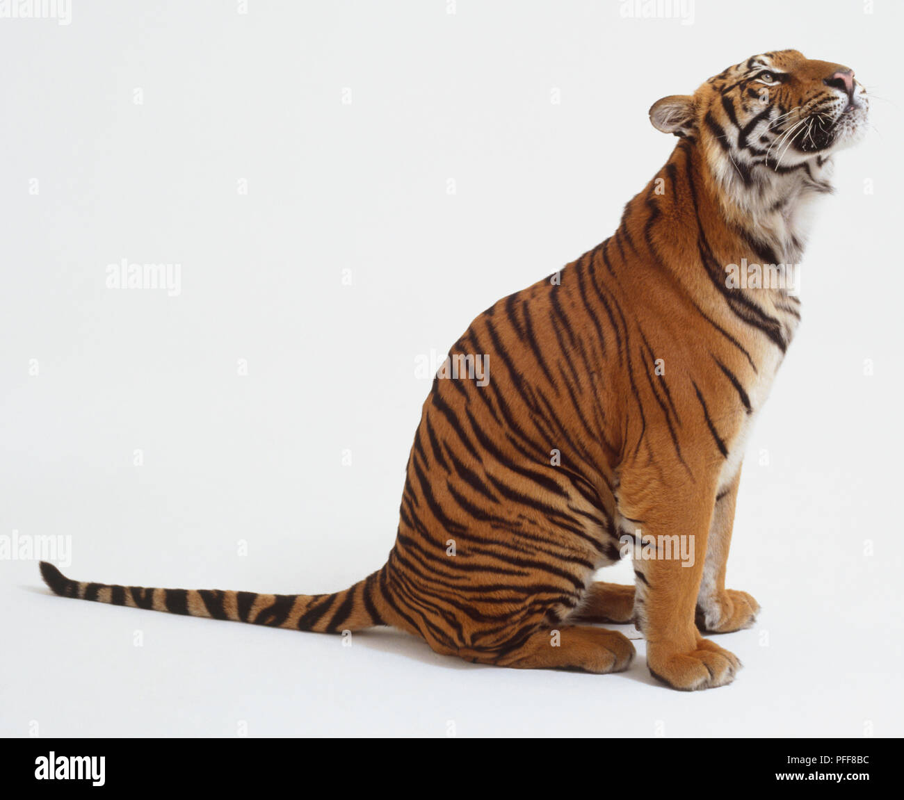 Tiger Sitting Side View