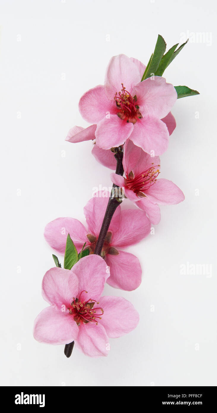 Prunus persica 'Peregrine', pink Peach flowers, close up Stock Photo ...