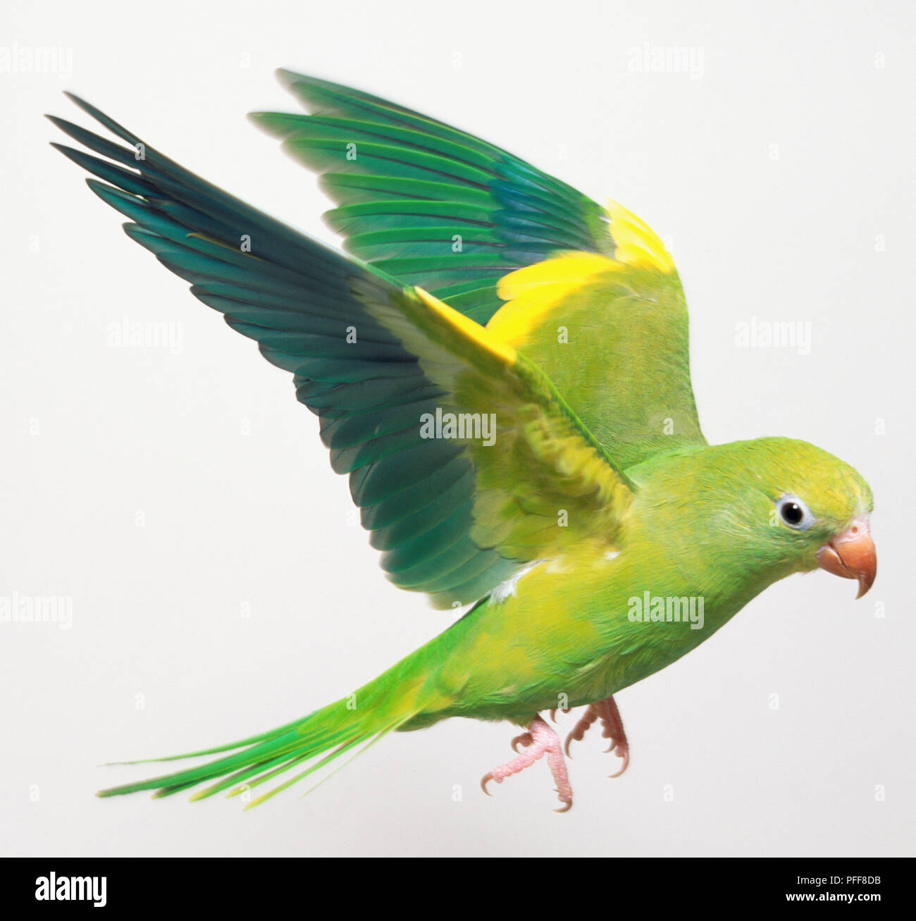 Canary Winged Parakeets High Resolution Stock Photography and Images ...