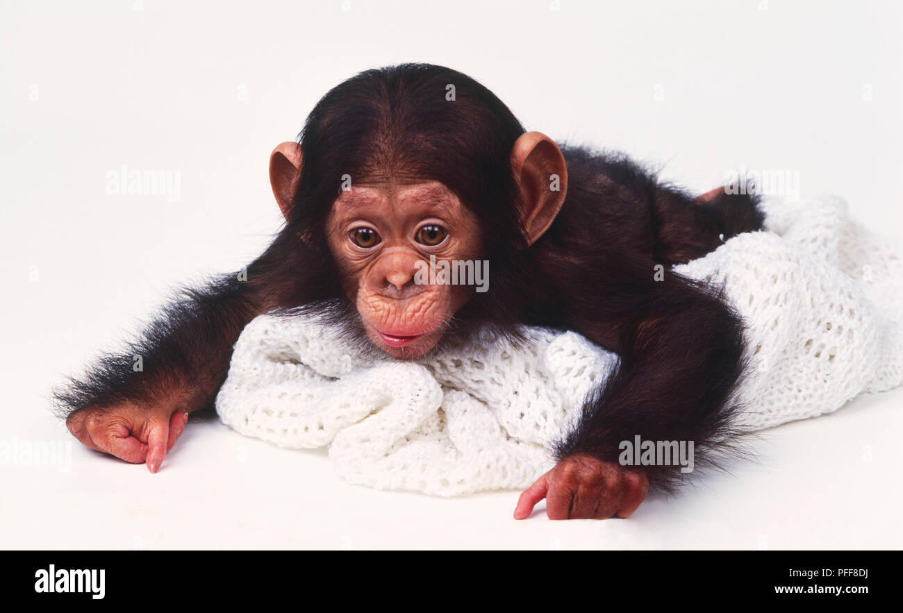 Pongids hi-res stock photography and images - Alamy
