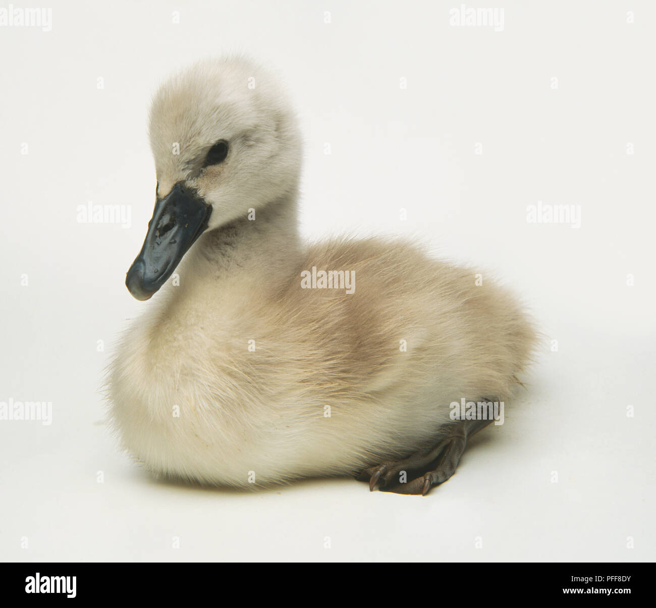 Young swan feet hi-res stock photography and images - Alamy
