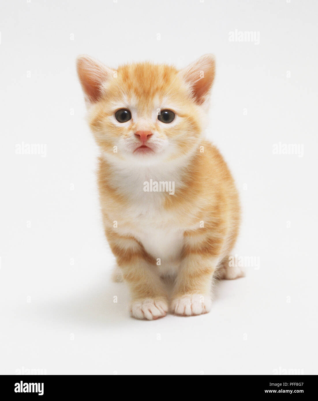 Non-pedigree ginger and white kitten, sitting, front view Stock Photo ...
