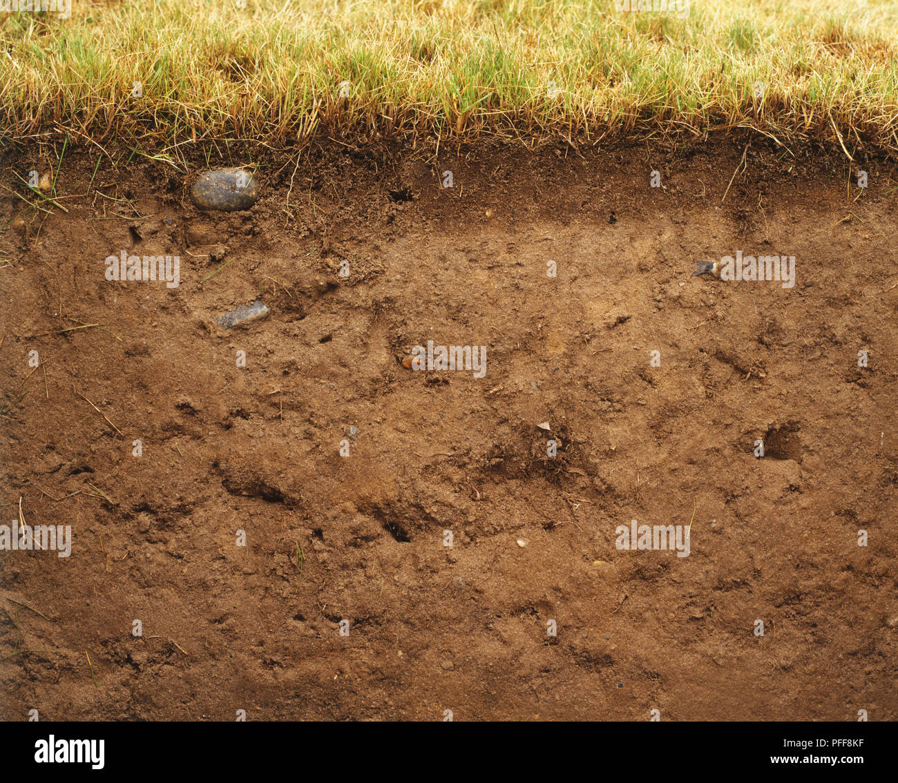 Cross-section of soil underneath lawn Stock Photo - Alamy