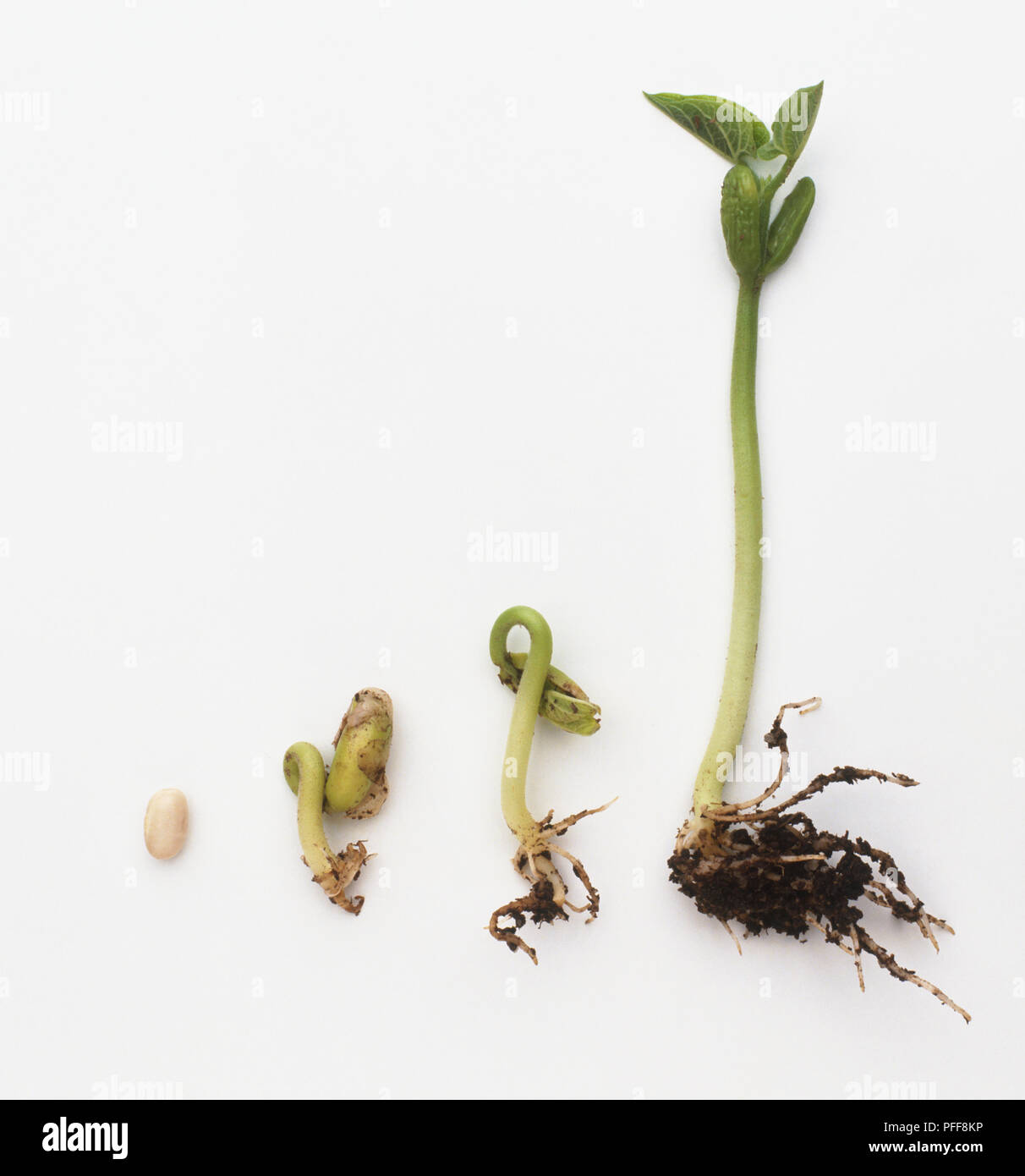Germinating seed, four stages Stock Photo - Alamy