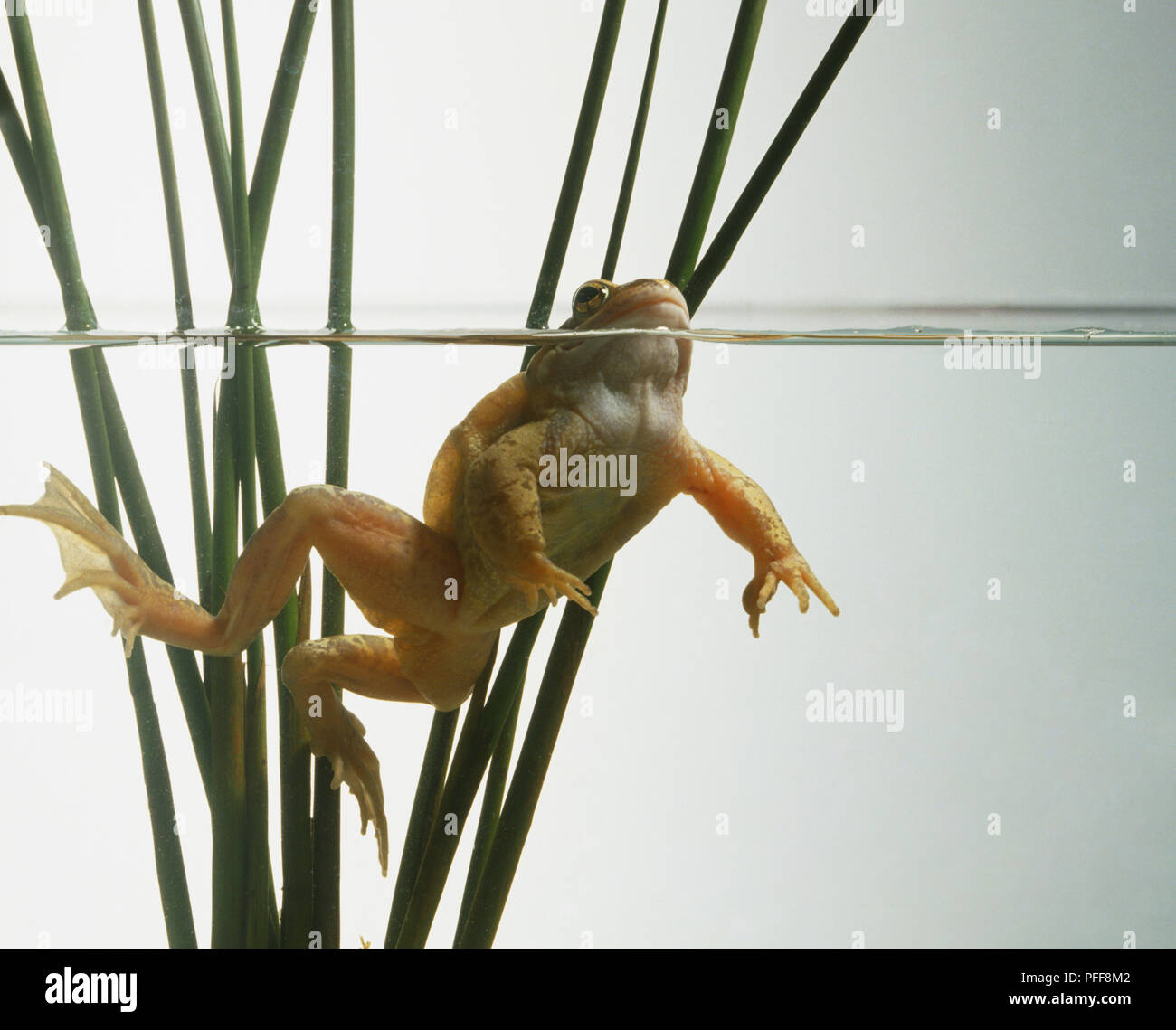 Tadpole with hind legs hi-res stock photography and images - Alamy