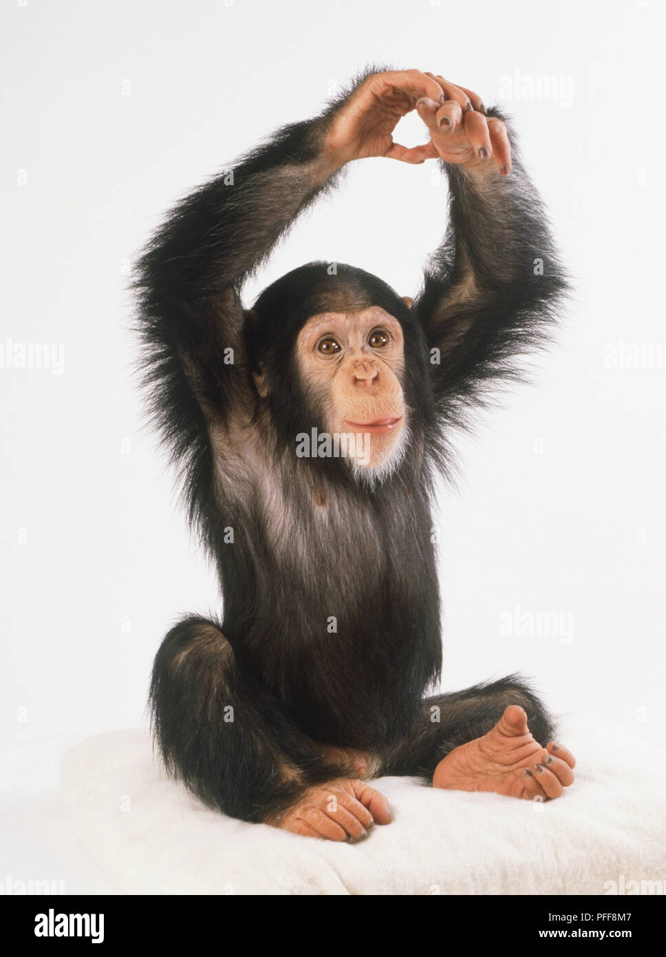 Chimpanzee, sitting, arms raised Stock Photo - Alamy