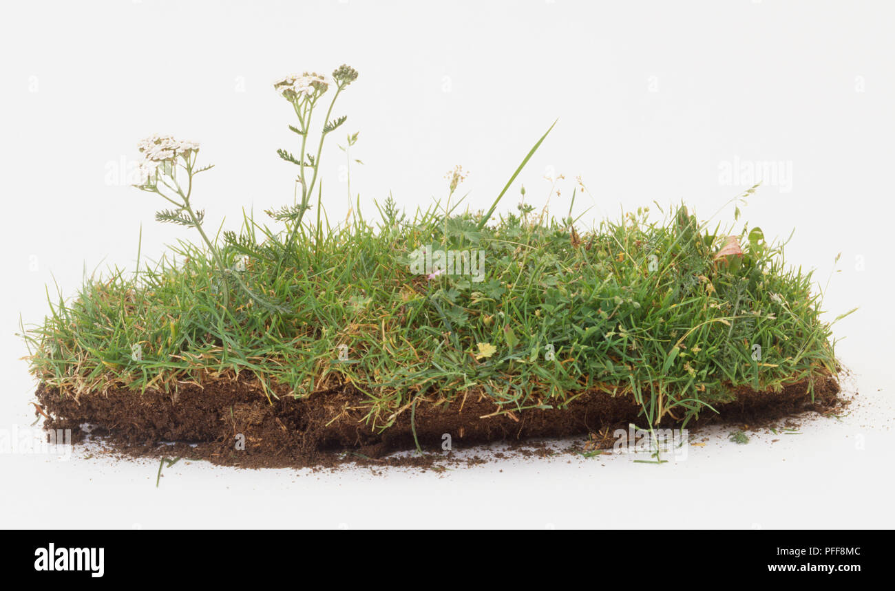 Patch of grass Stock Photo - Alamy