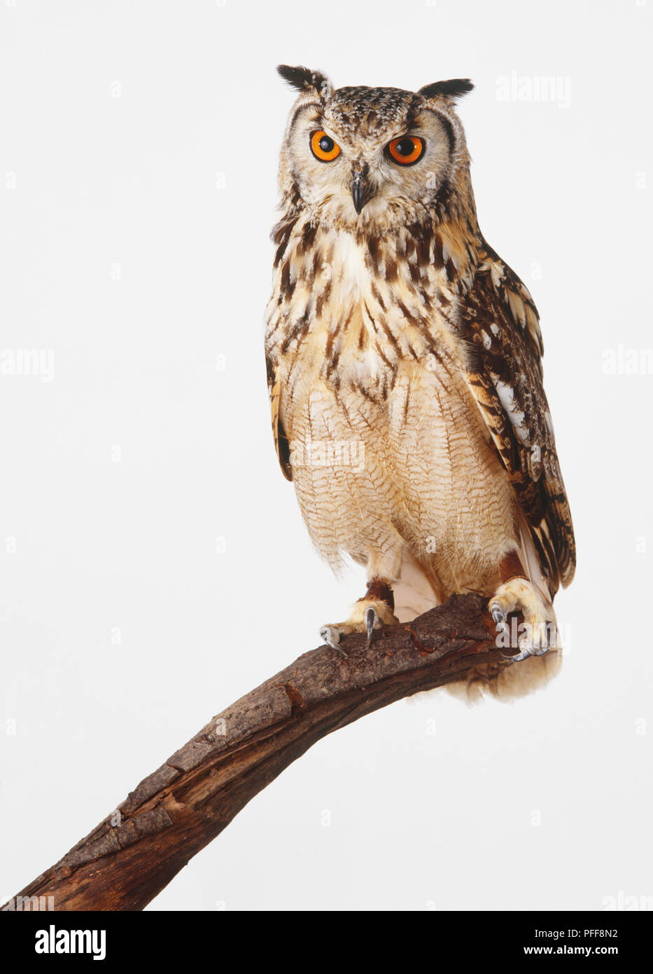 Owl front view hi-res stock photography and images - Alamy