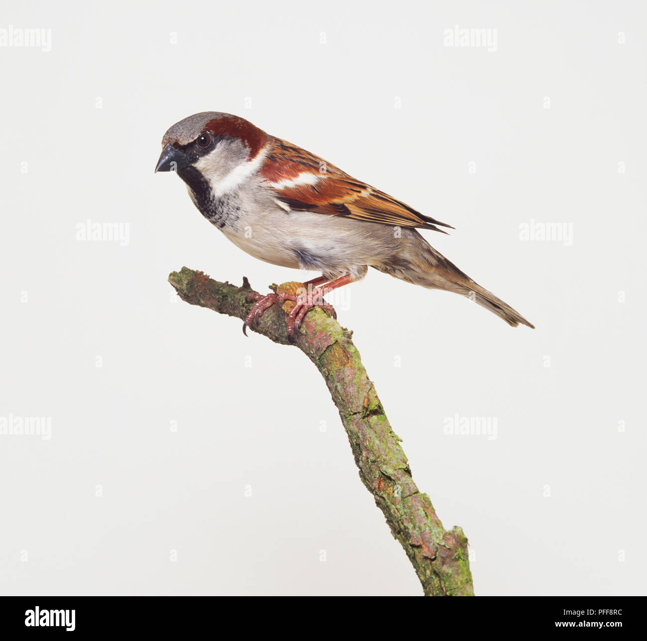 Thin birds hi-res stock photography and images - Alamy