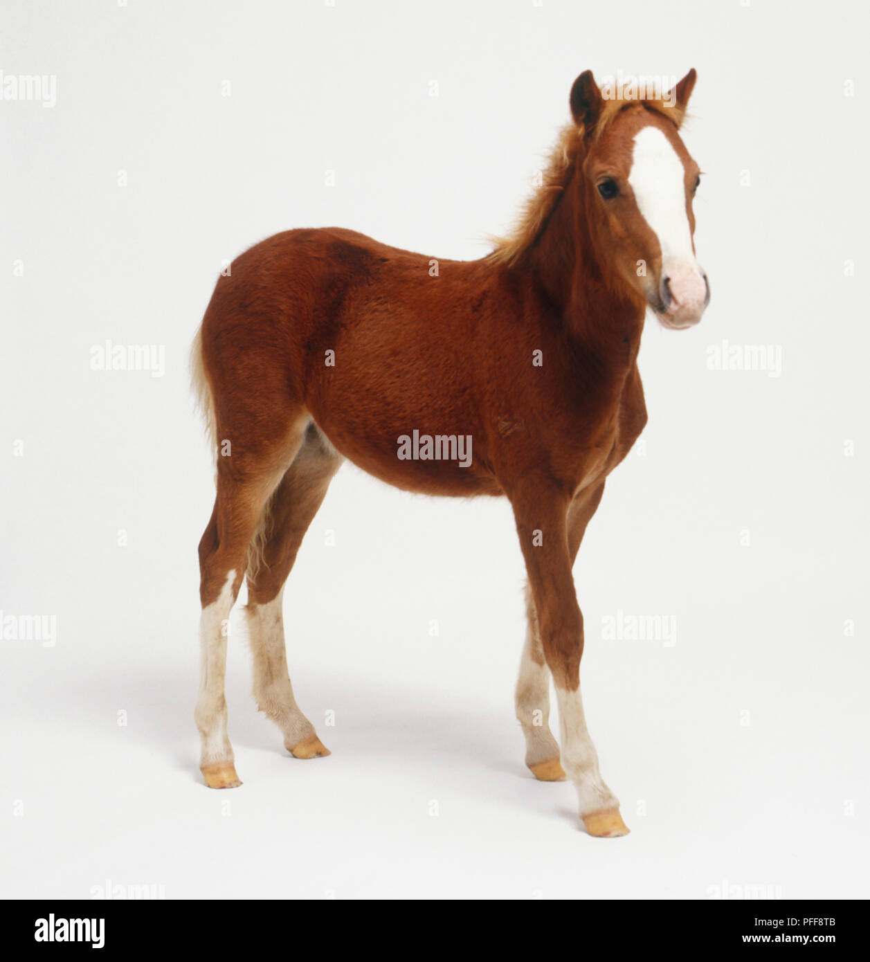 Standing chestnut brown foal (Equus caballus) with white markings on ...
