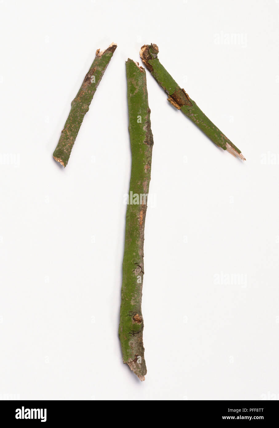 Made from branches hi-res stock photography and images - Alamy