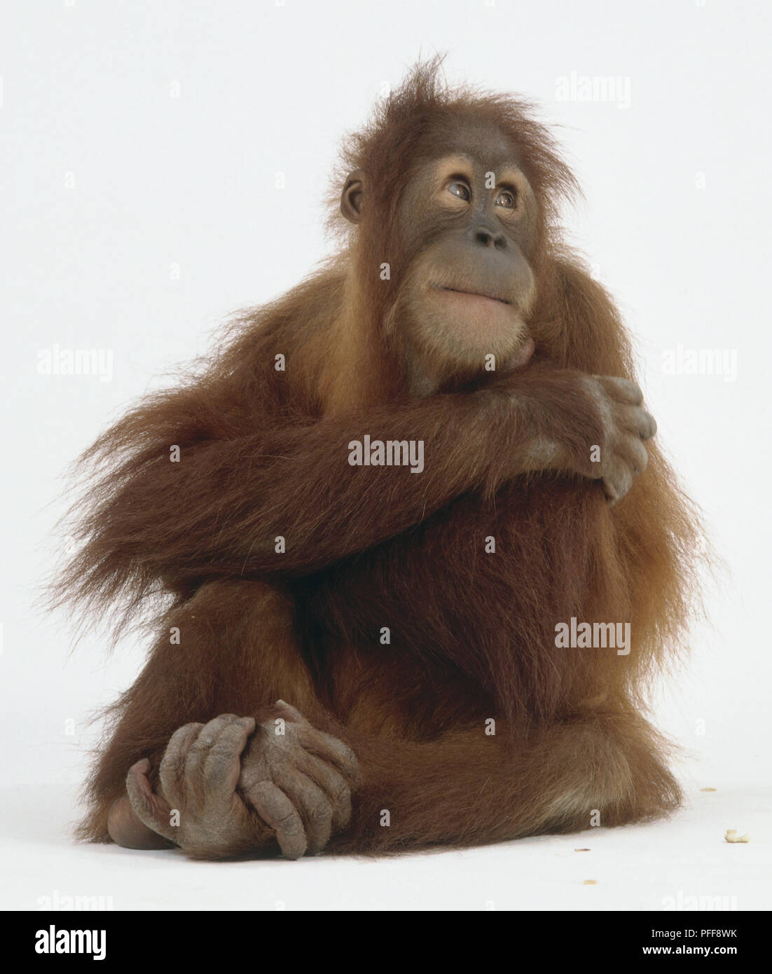 Sitting Orangutan (Simia pygmaeus) hugging itself and looking sideways ...