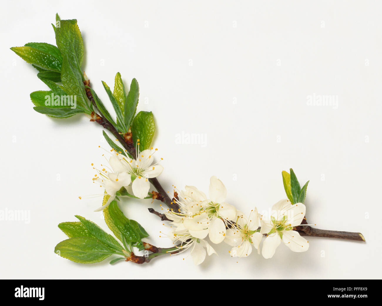 Bullace hi-res stock photography and images - Alamy