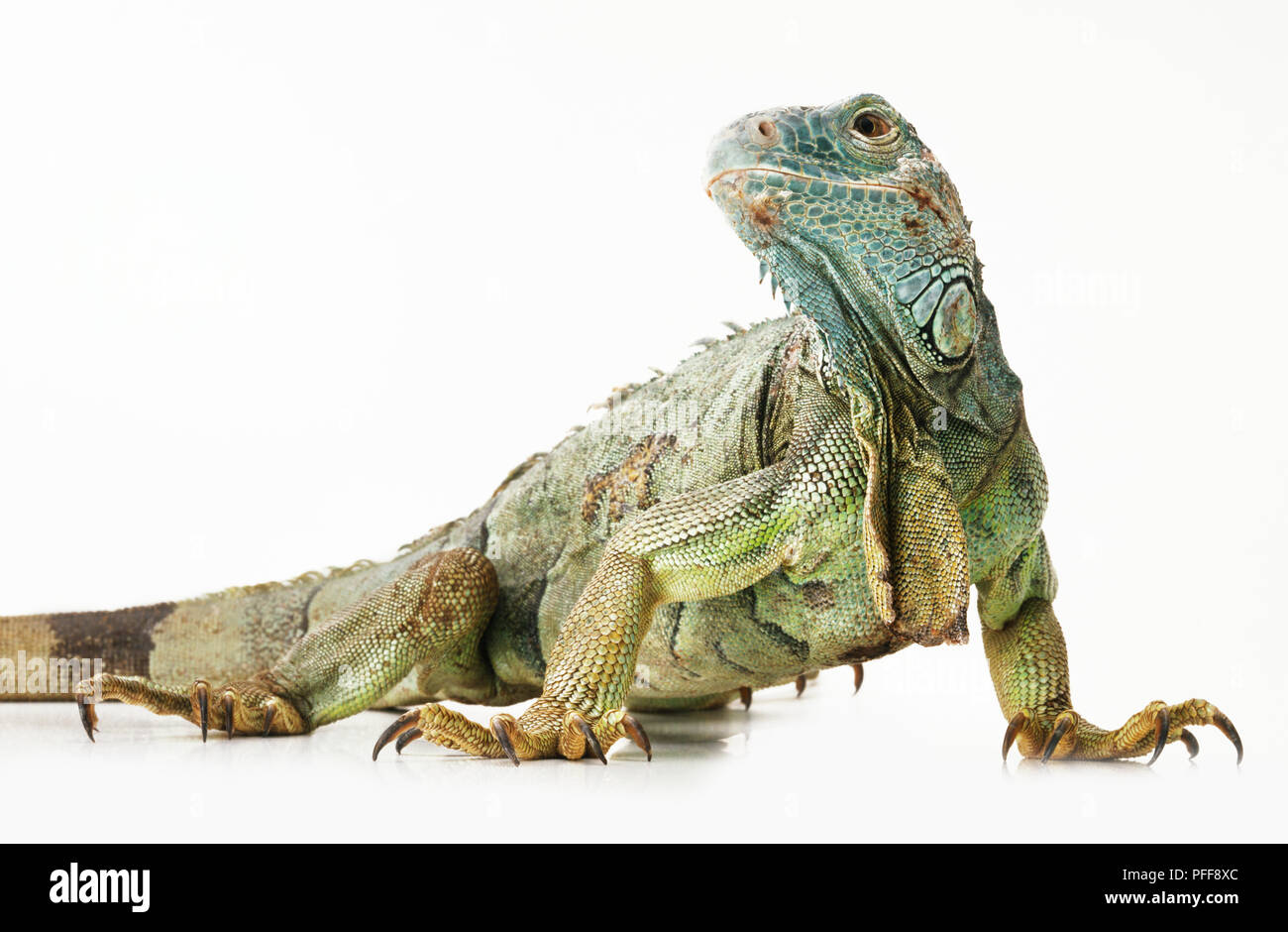 Front view of an Iguana with head in profile Stock Photo - Alamy