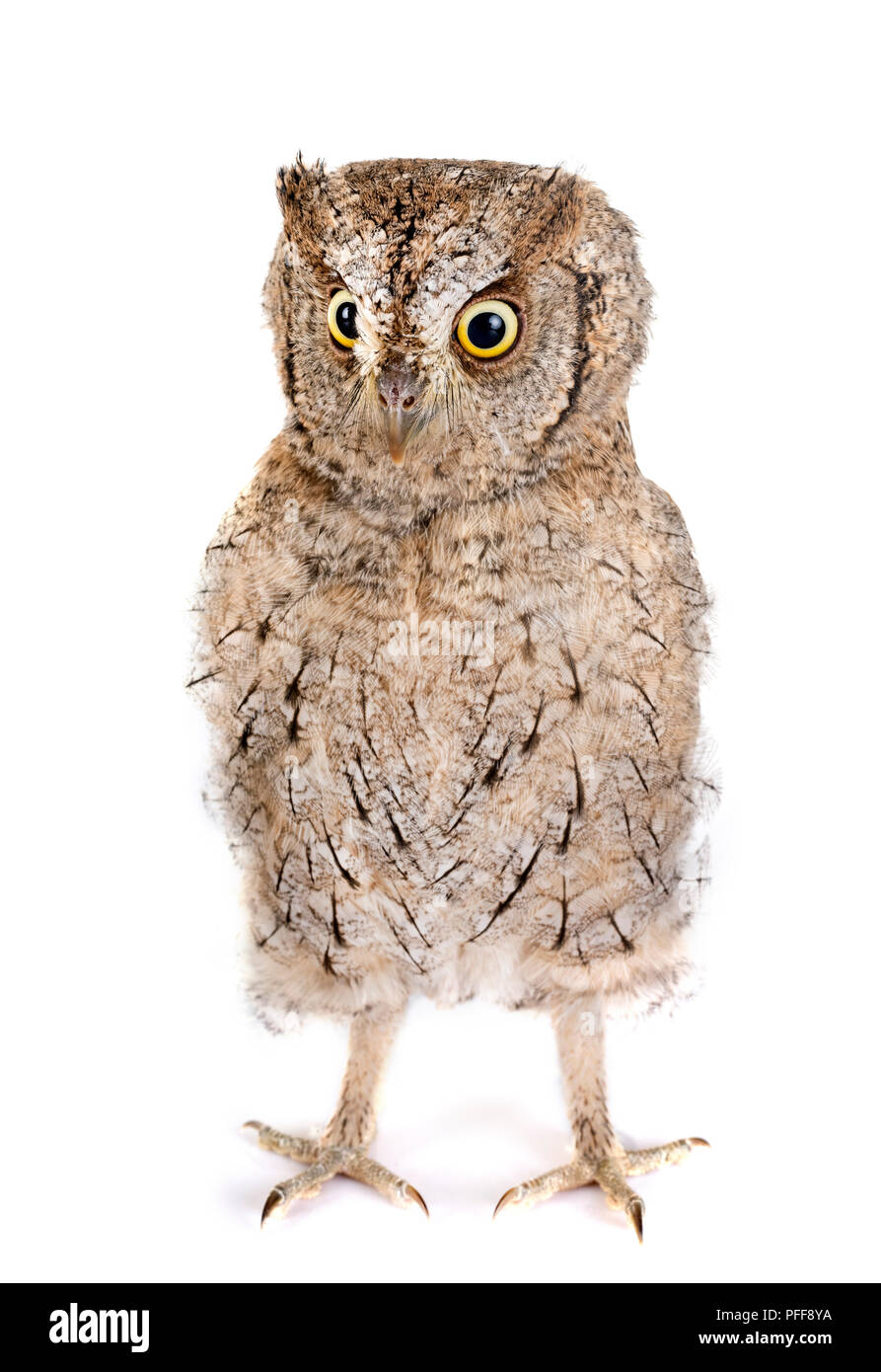 Eurasian scops owl in front of white background Stock Photo - Alamy
