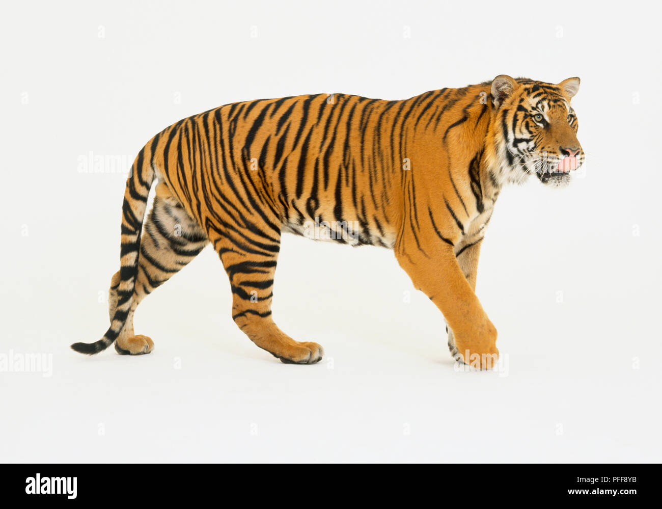 Tiger approaching hi-res stock photography and images - Alamy