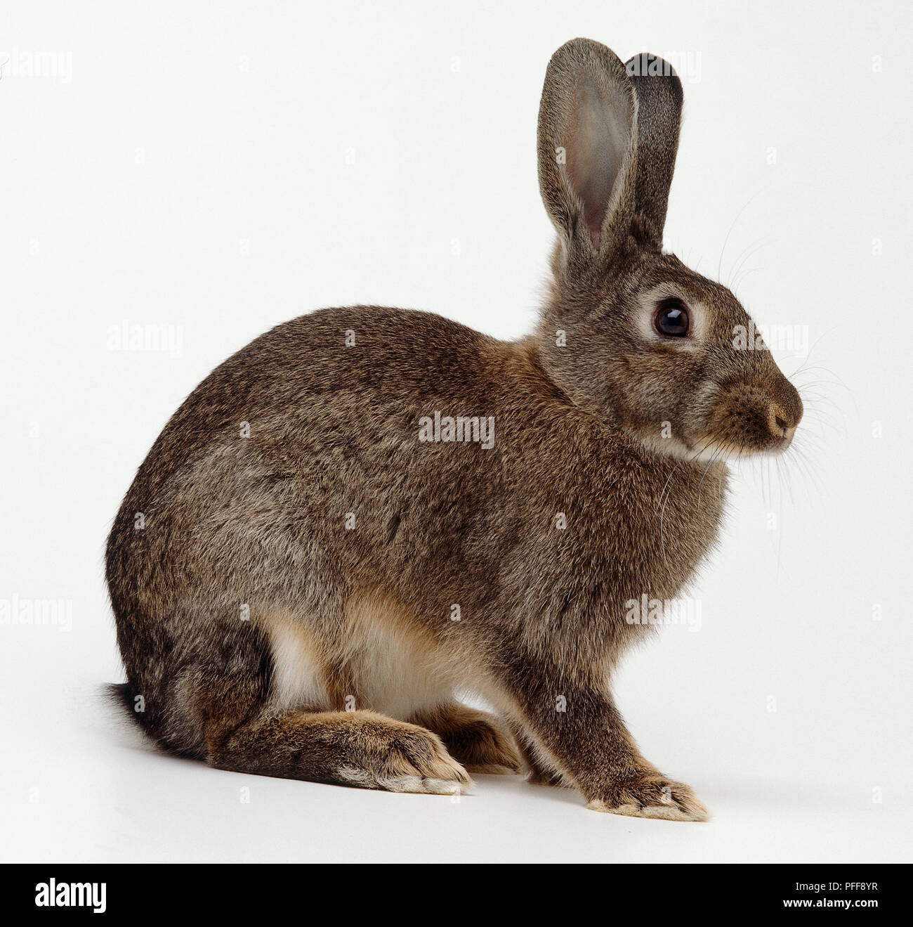 Side view of European Rabbit Stock Photo - Alamy