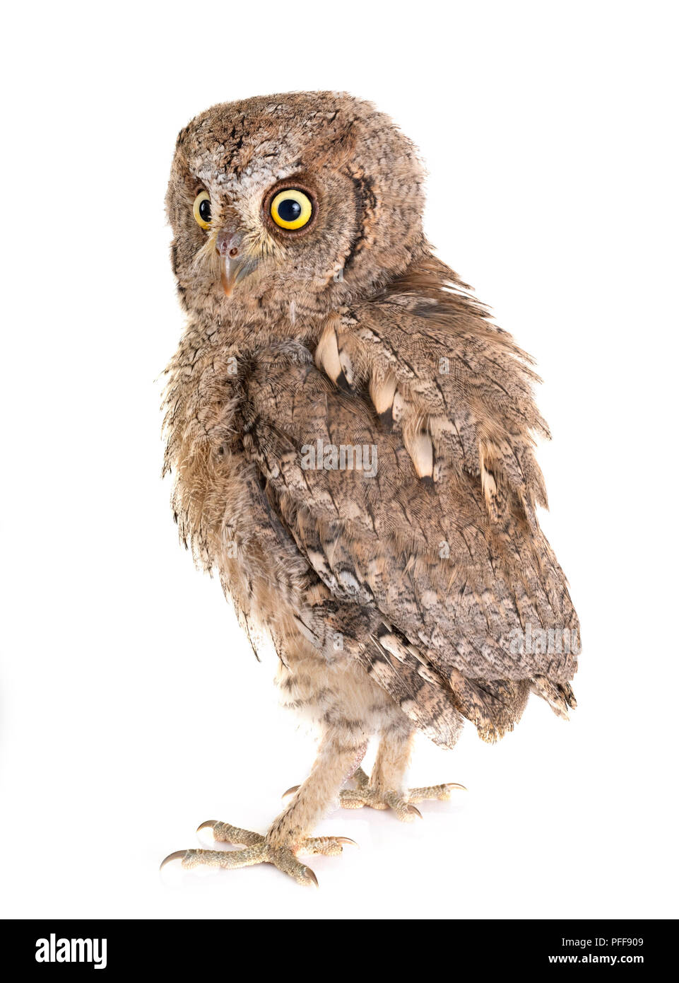 Eurasian scops owl in front of white background Stock Photo - Alamy