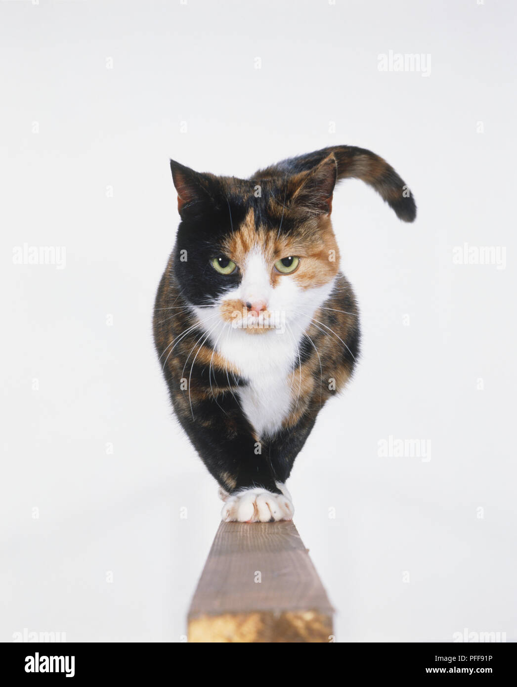 British Tortoiseshell Shorthair Cat (Felis silvestris catus), walking ...