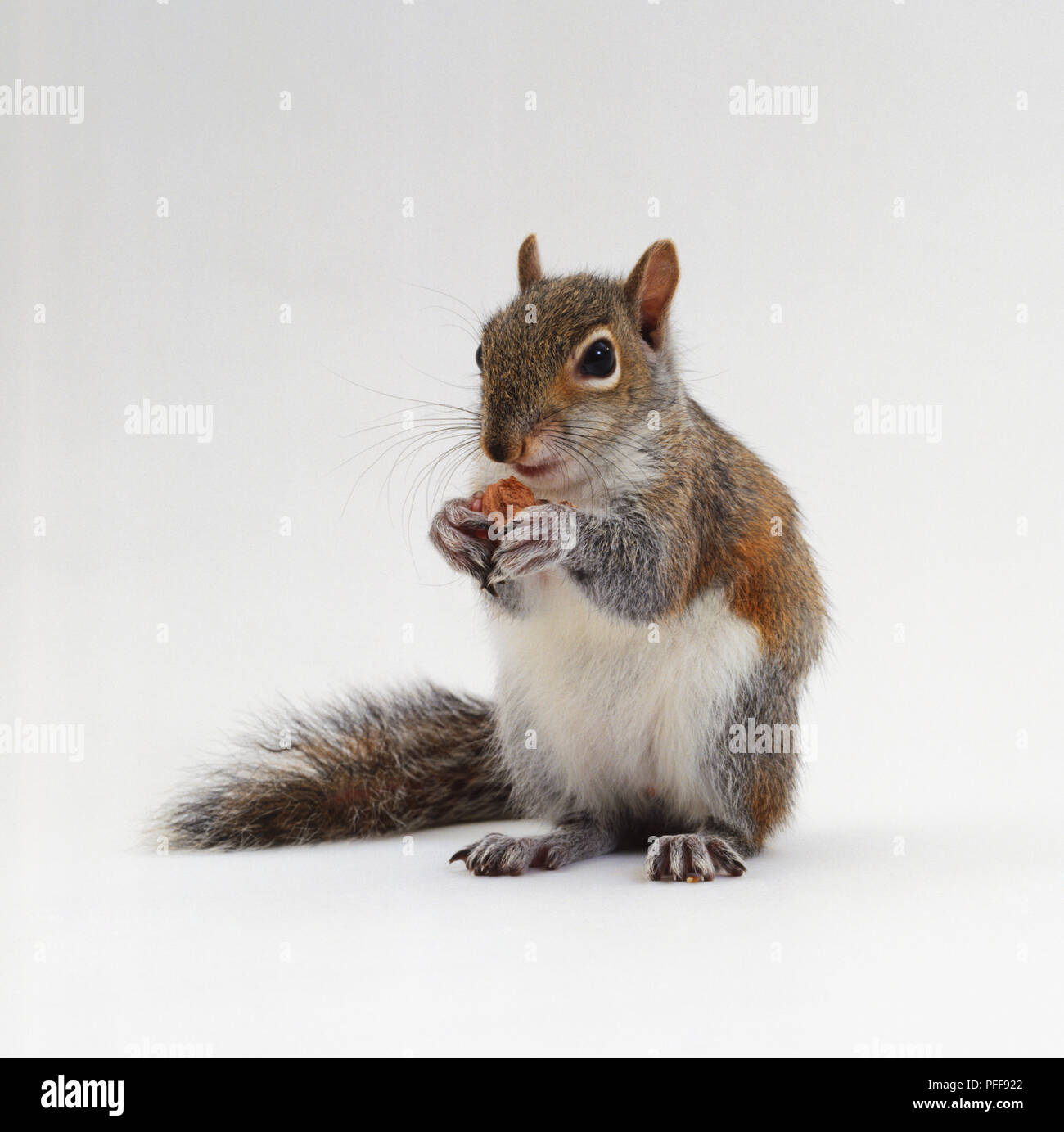 Sitting eastern grey squirrel (Sciurus carolinensis) holding nut Stock ...