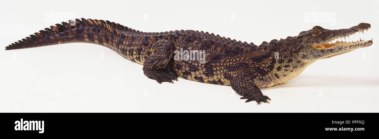 Profile of Nile Crocodile Stock Photo - Alamy