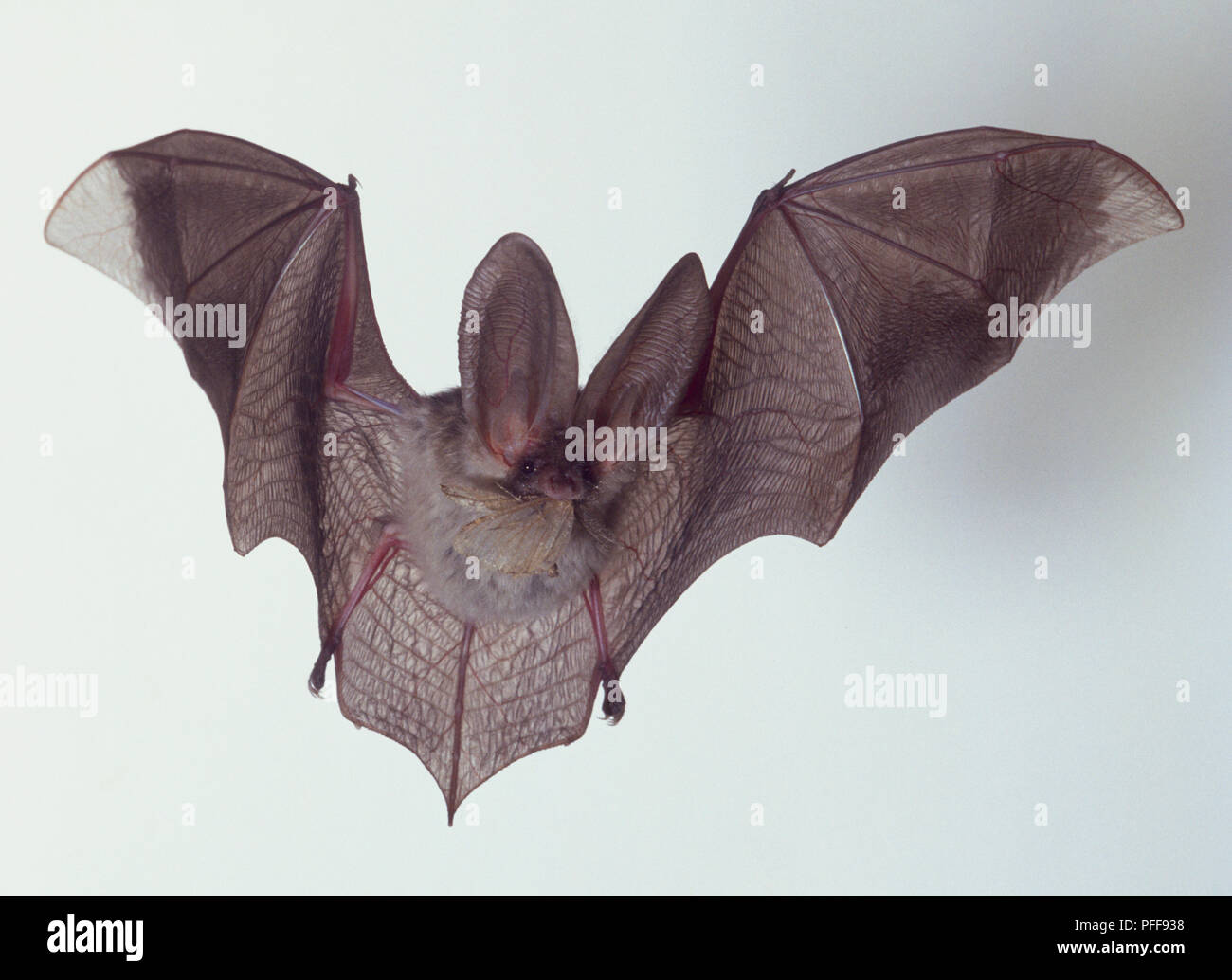 Long-eared Bat, Plecotus austriacus, in flight with Moth in its mouth ...