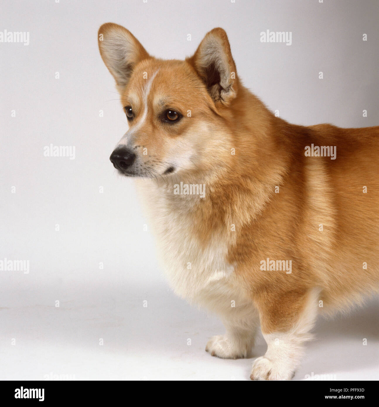 Side head and shoulders view of a Pembroke Welsh Corgi with head in ...