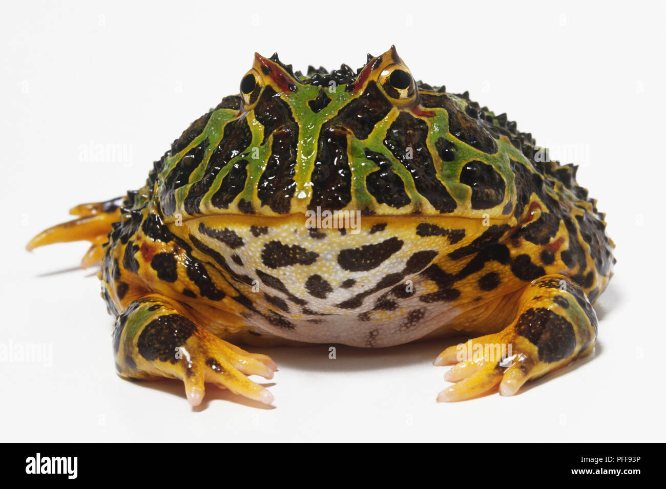 Ornate Horned Toad (Ceratophrys ornata), green with black markings and ...