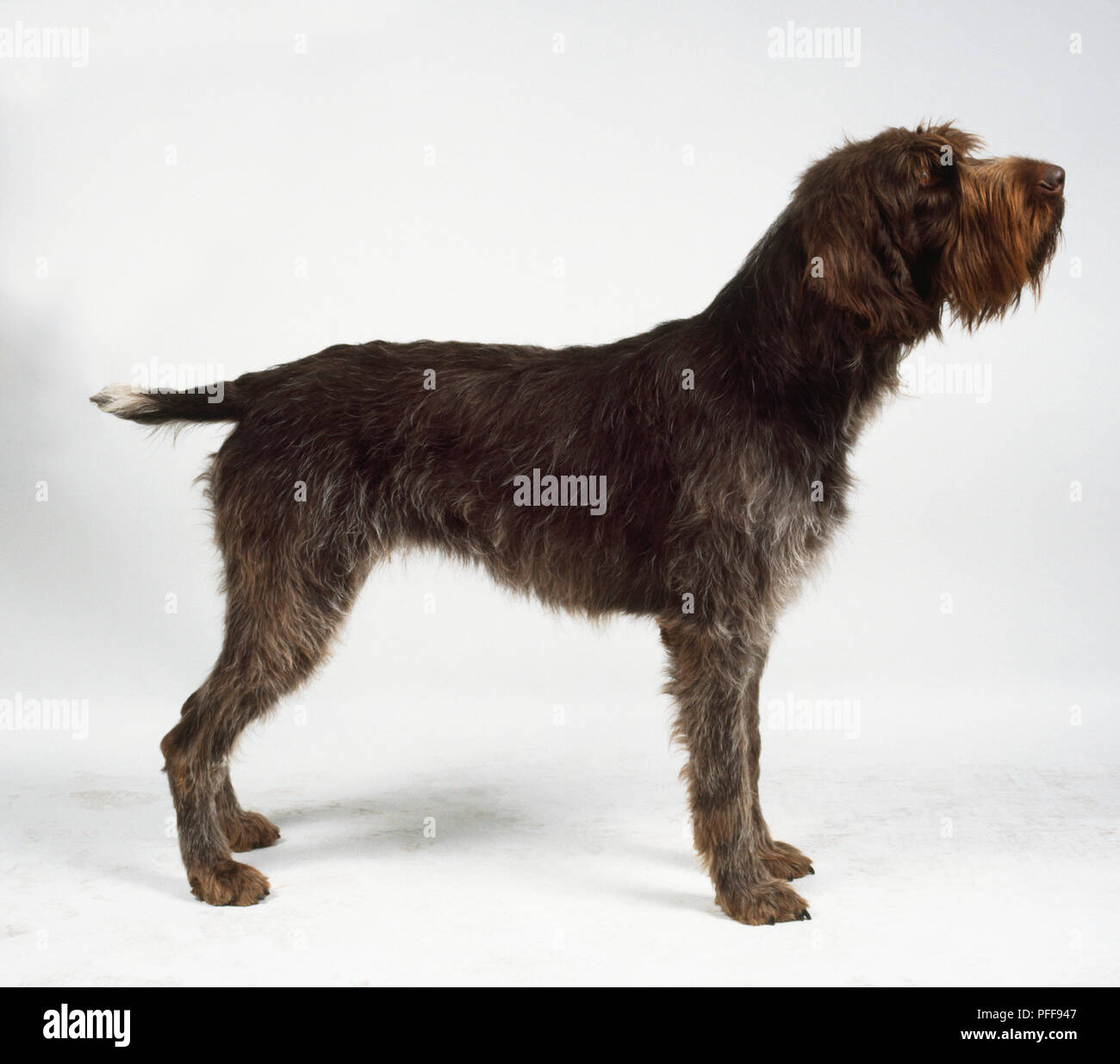 Wirehaired Pointing Griffon Black