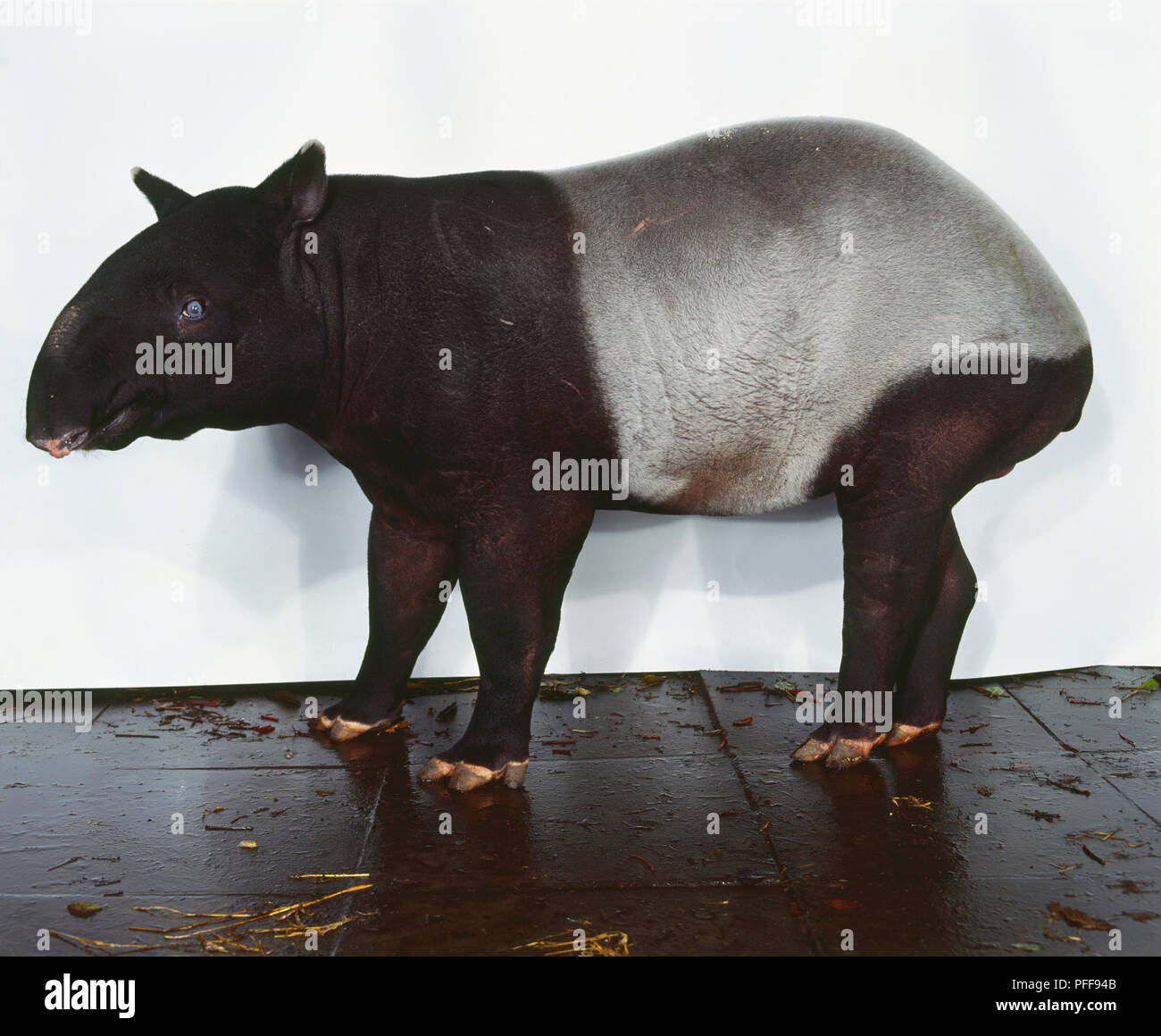 Tapir proboscis hi-res stock photography and images - Alamy