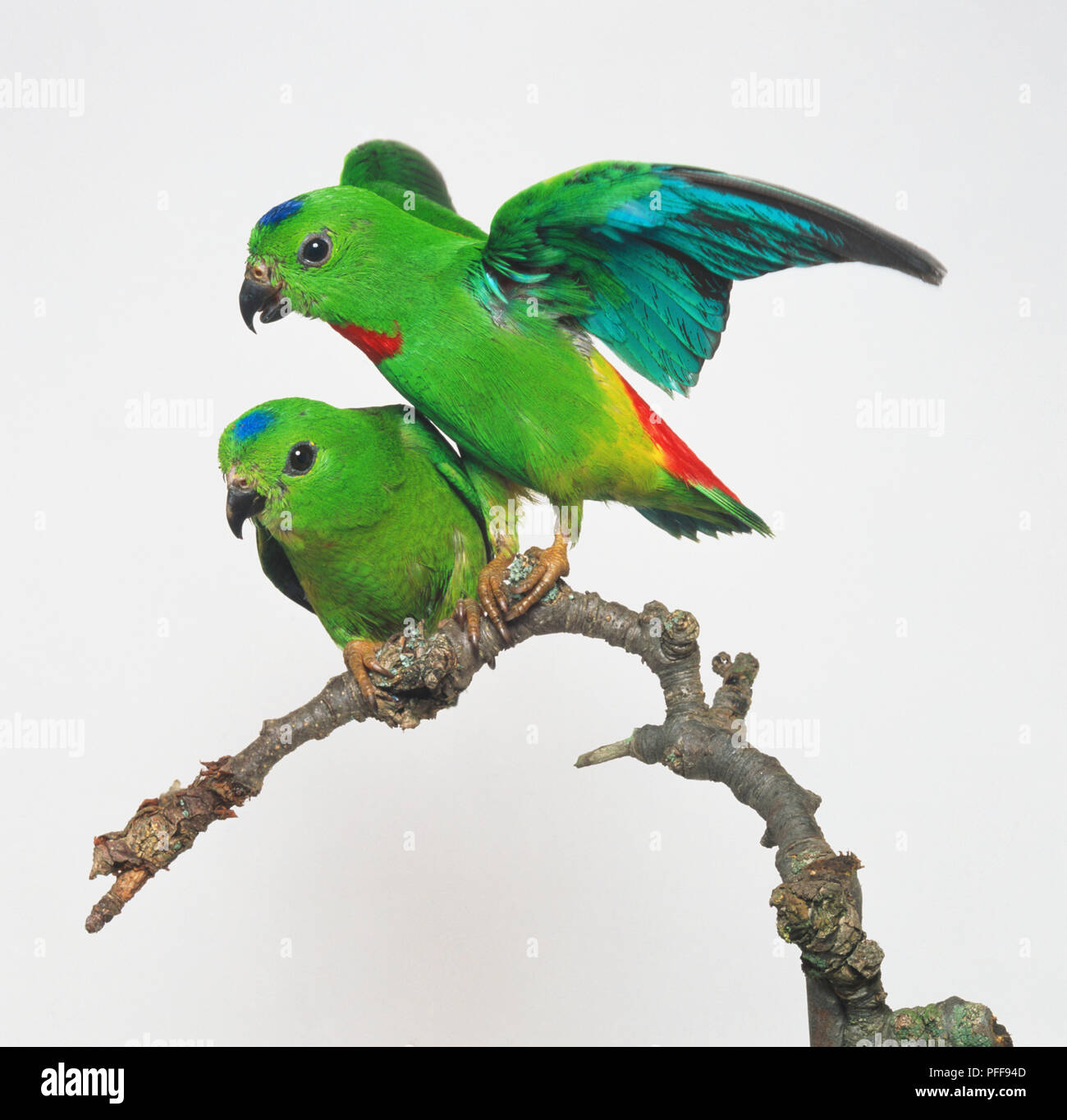 Side view of a male Blue-Crowned Hanging-Parrot perching on a branch ...