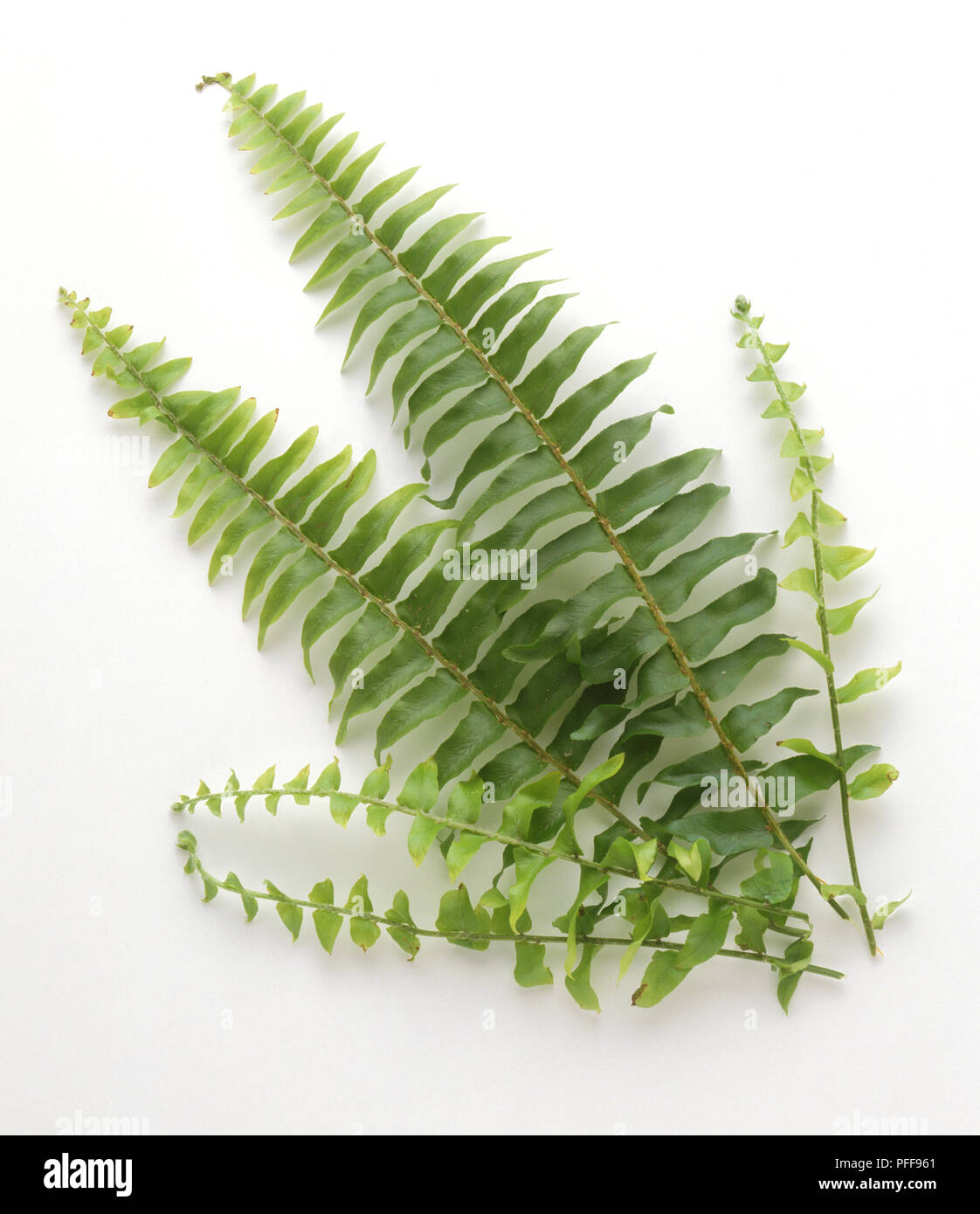 Boston fern (Nephrolepis exaltata), fronds Stock Photo - Alamy