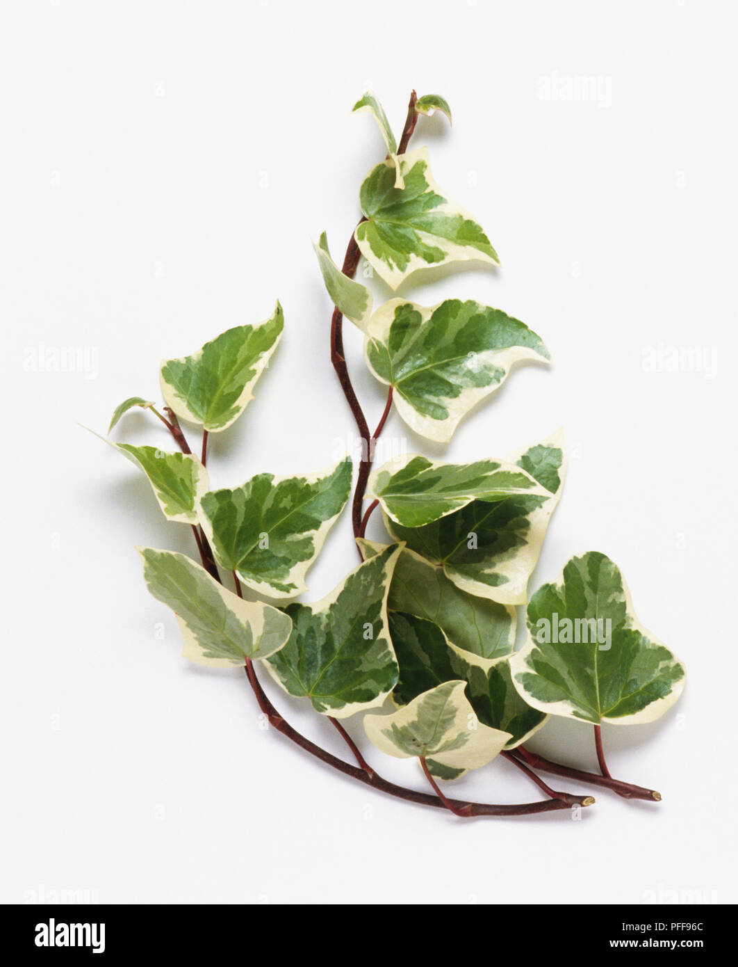 Variegated ivy white hi-res stock photography and images - Alamy