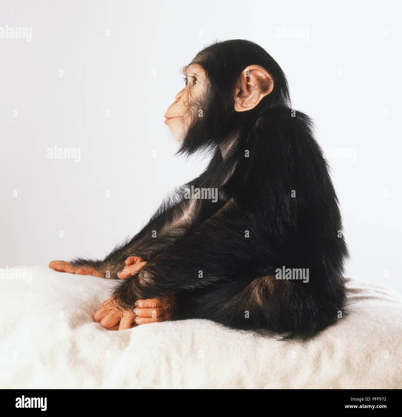 Sitting chimpanzee (Pan troglodytes), side view Stock Photo - Alamy