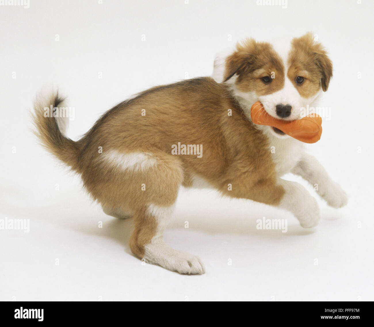 Tan and white Puppy (Canis familiaris) running with orange chew in its ...