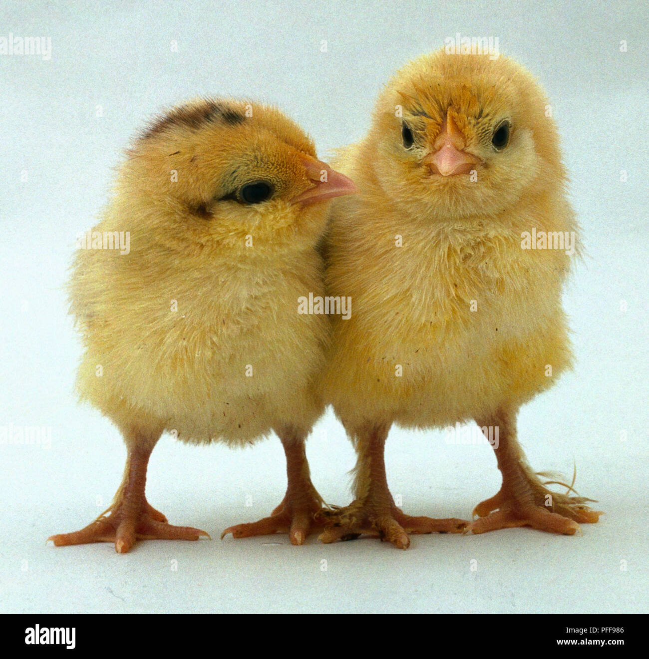 Two yellow fluffy chicks (Gallus gallus) standing together facing each ...