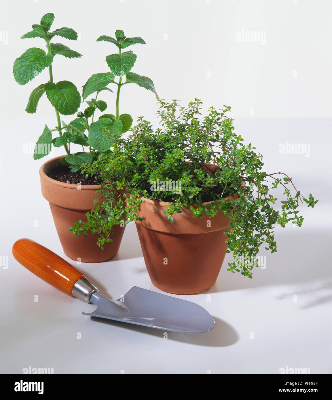 Thymus sp hi-res stock photography and images - Alamy