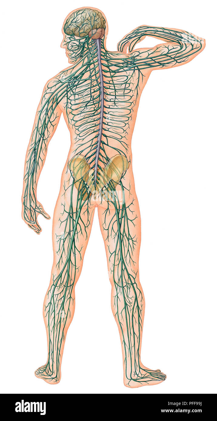 Major Nerves Of The Body