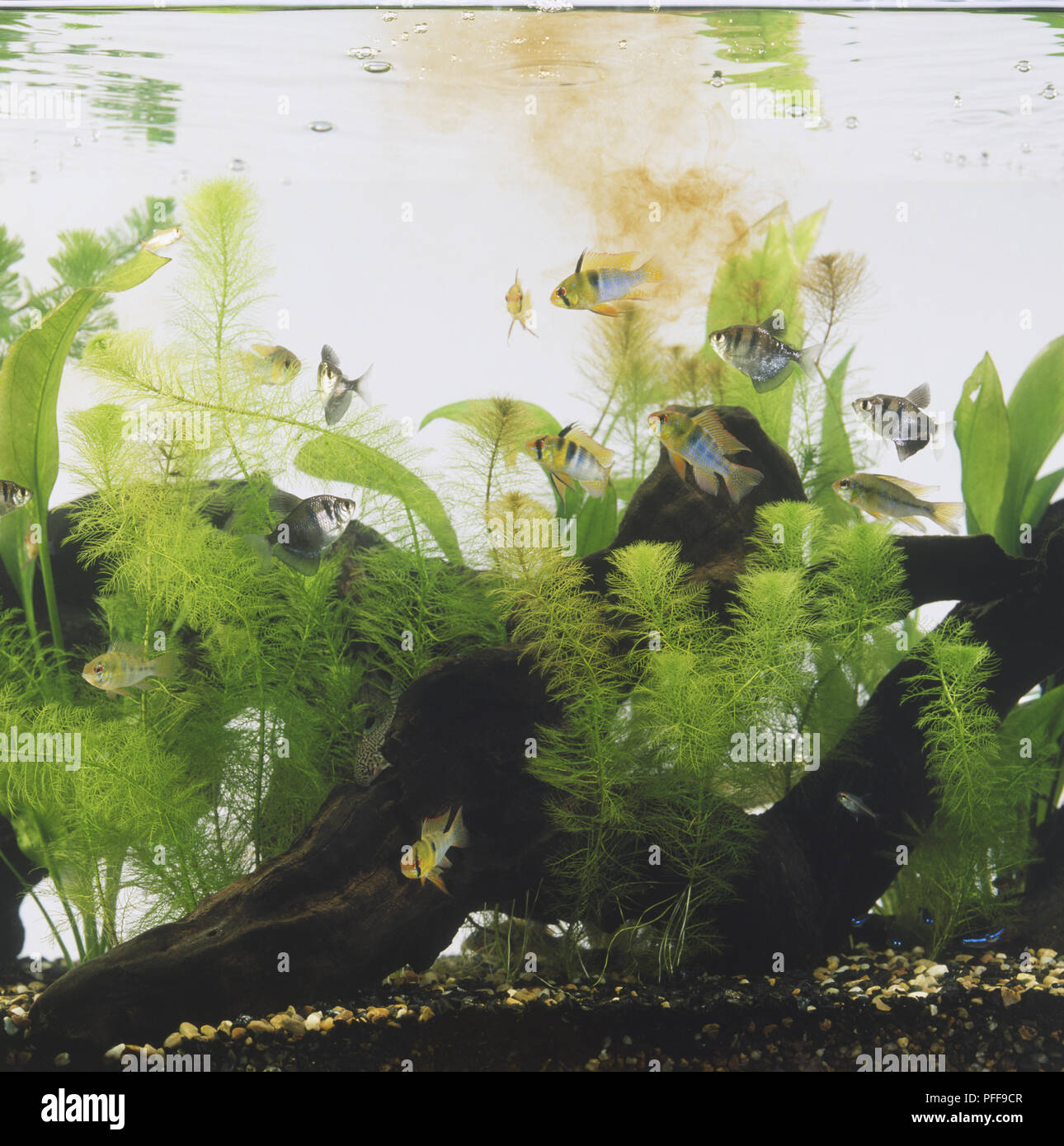 Blue, yellow, and green striped Ram fish (Papiliochromis ramirezi) in a ...