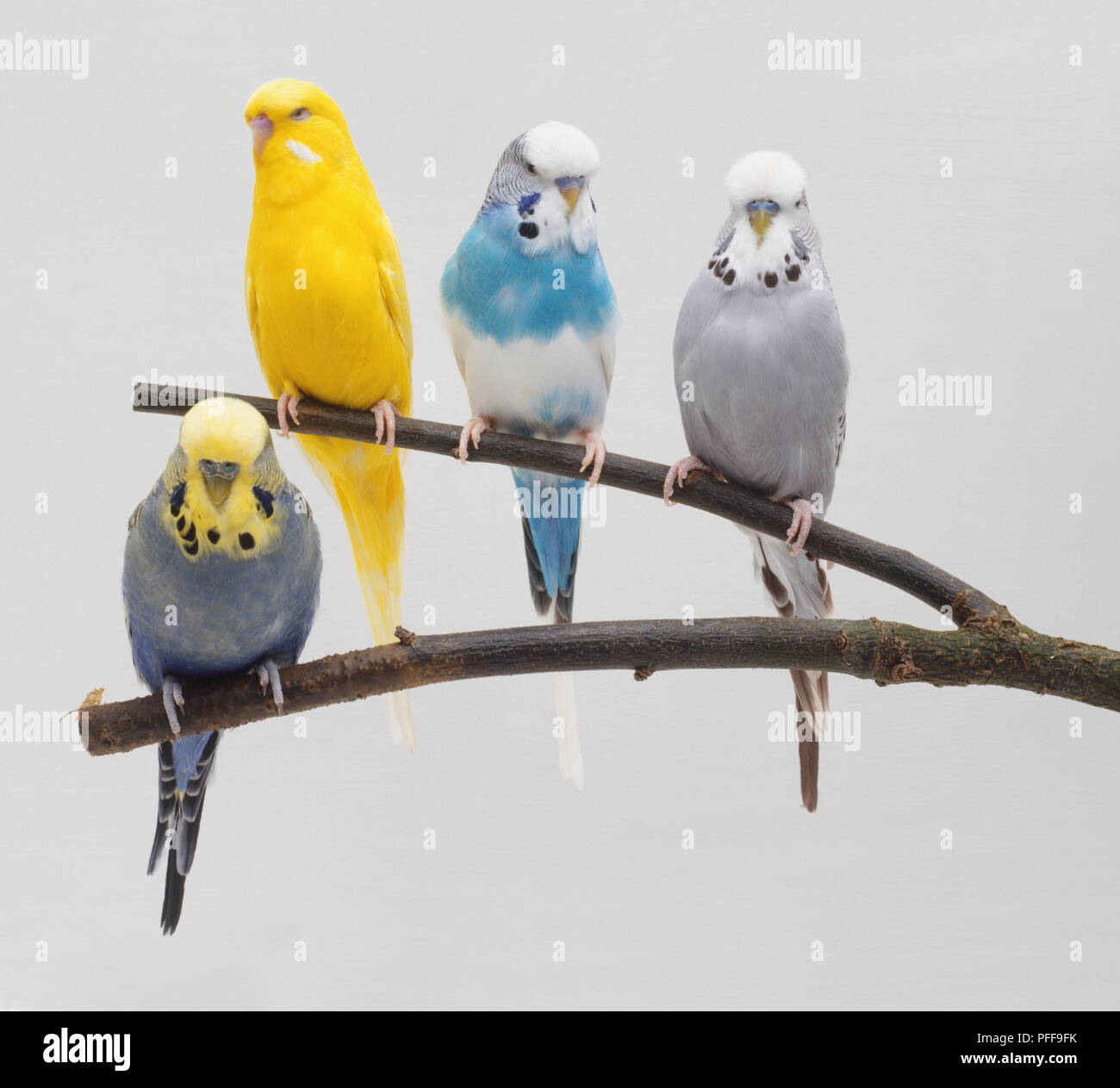 Blue and grey plumage hi-res stock photography and images - Alamy