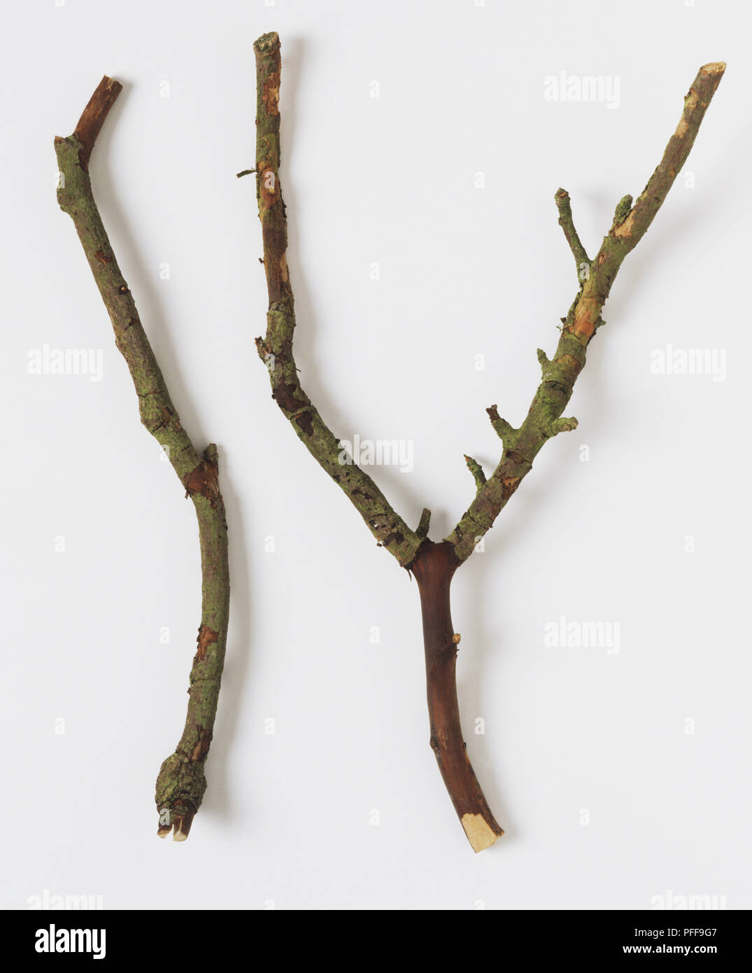 Two twigs, straight and forked Stock Photo - Alamy