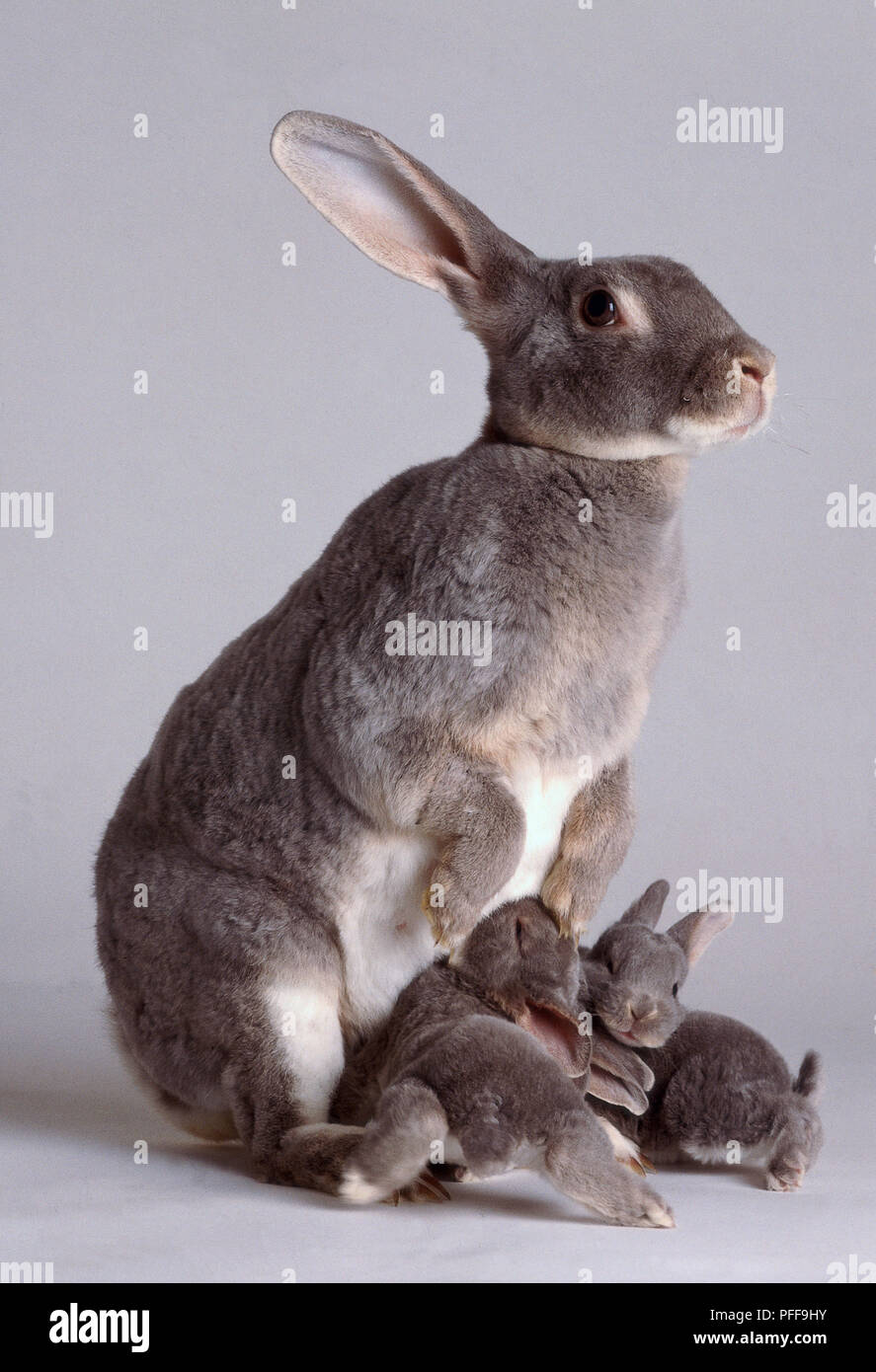 Side view of standing Grey female Rabbit with Rabbit kittens Stock ...