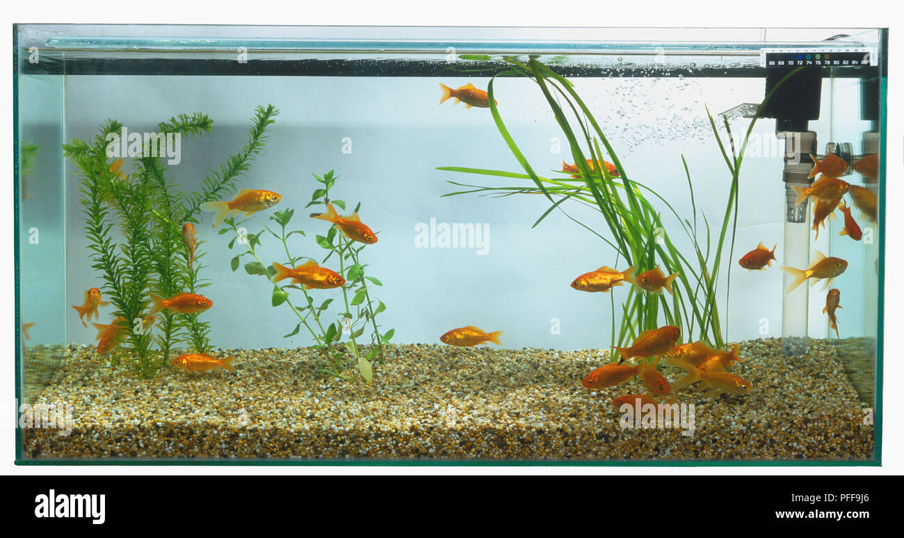 Goldfish (Carassius auratus) swimming in large rectangular fish tank ...