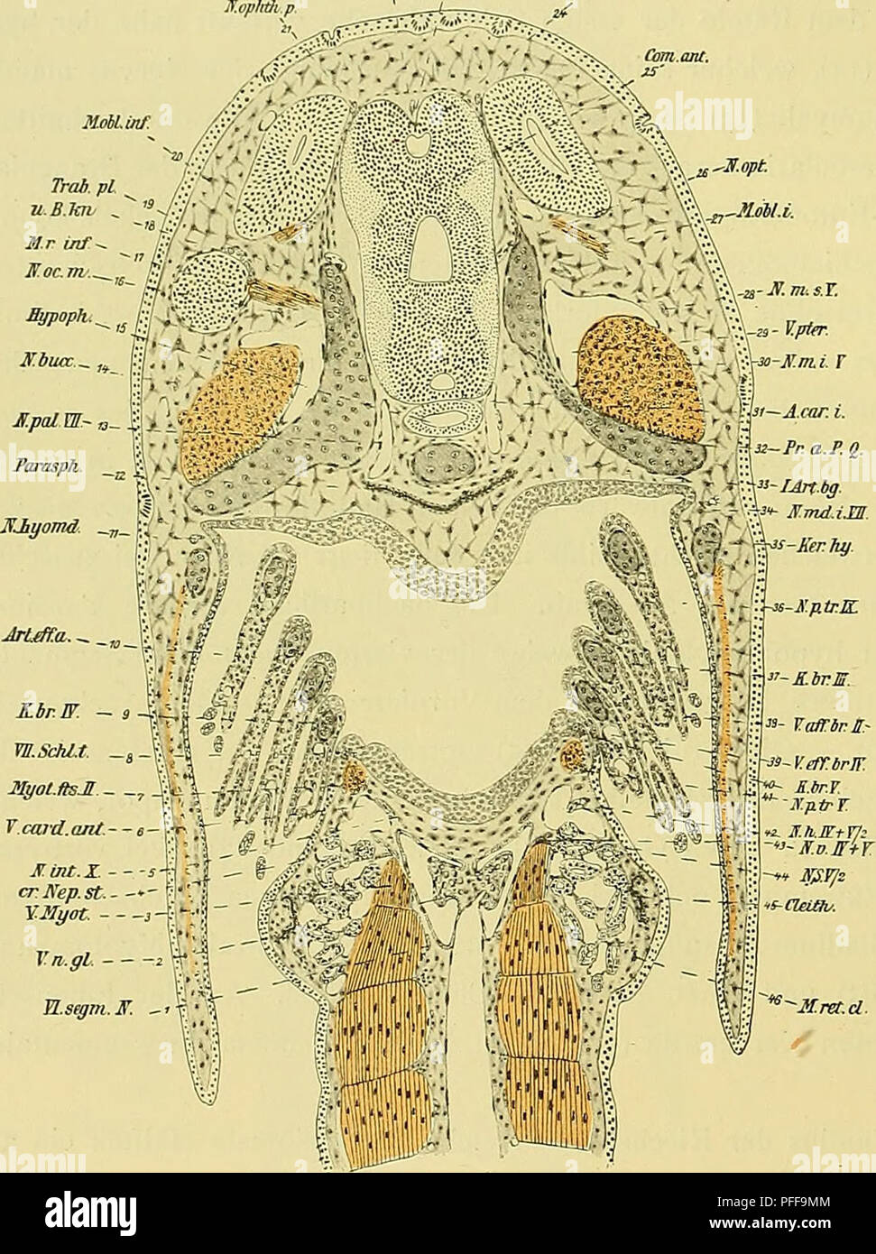 This paper discusses the development of the head and vascular systems ...